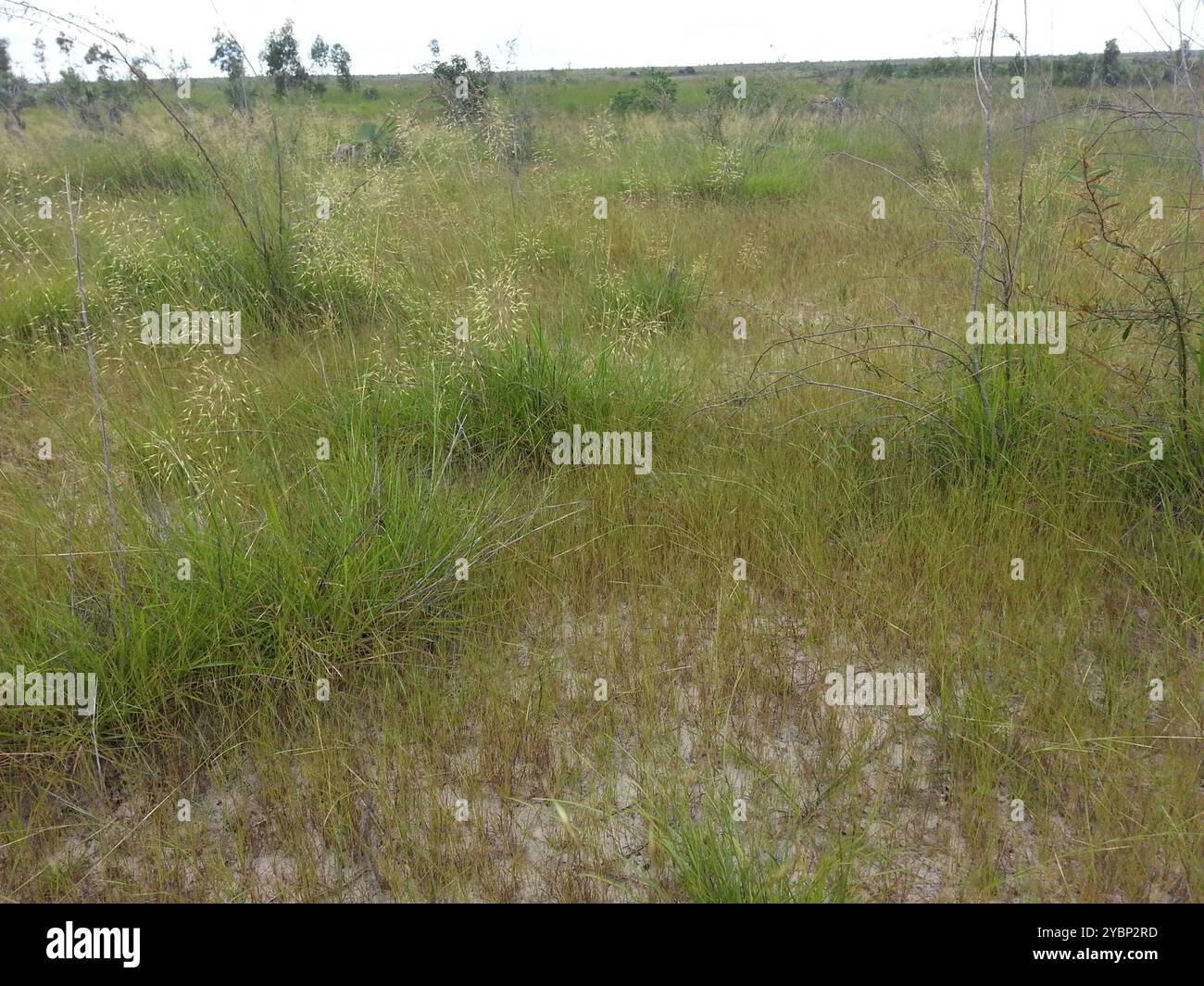 Golden Beard Grass (Chrysopogon serrulatus) Plantae Stock Photo - Alamy