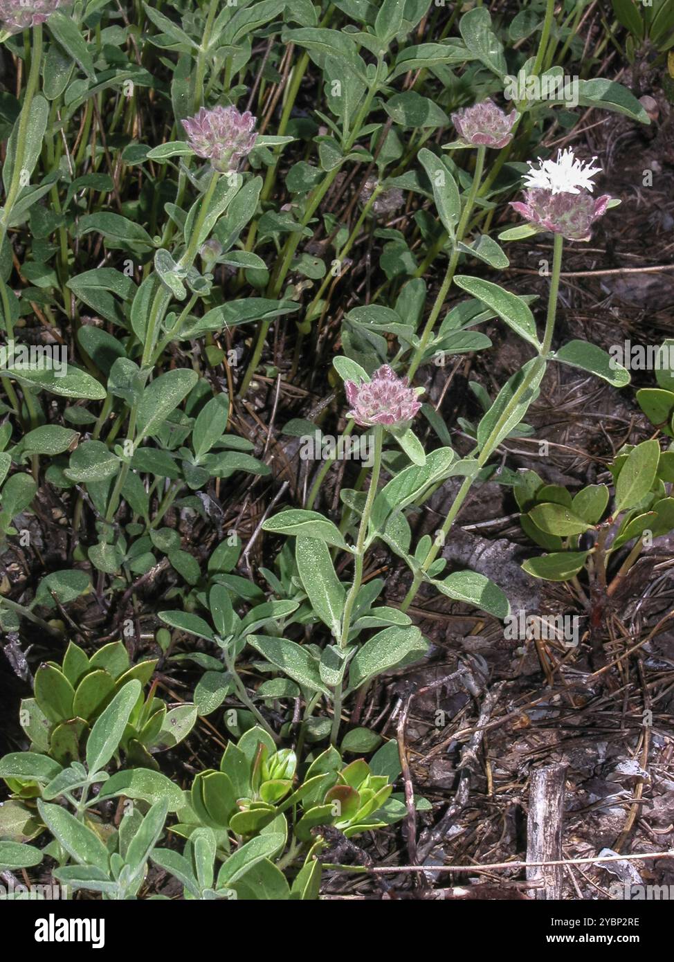 mountain coyote mint (Monardella odoratissima) Plantae Stock Photo - Alamy