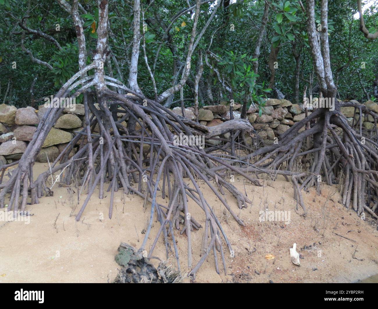 mangroves (Rhizophoraceae) Plantae Stock Photo - Alamy
