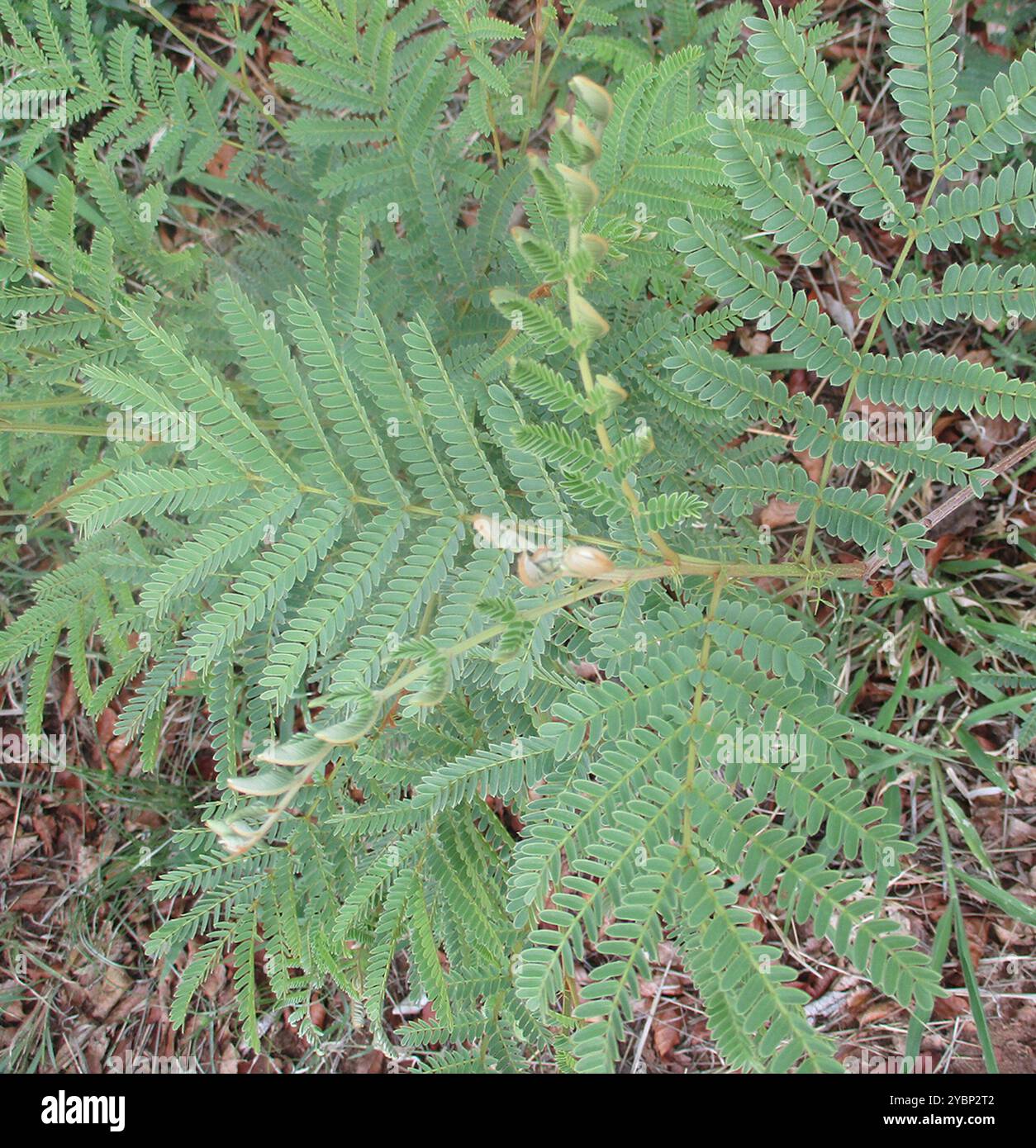 Weeping wattle (Peltophorum africanum) Plantae Stock Photo - Alamy