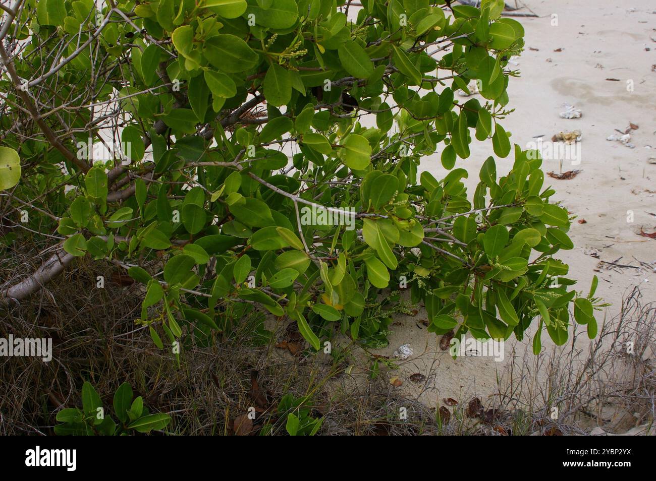 White Mangrove (Laguncularia racemosa) Plantae Stock Photo - Alamy