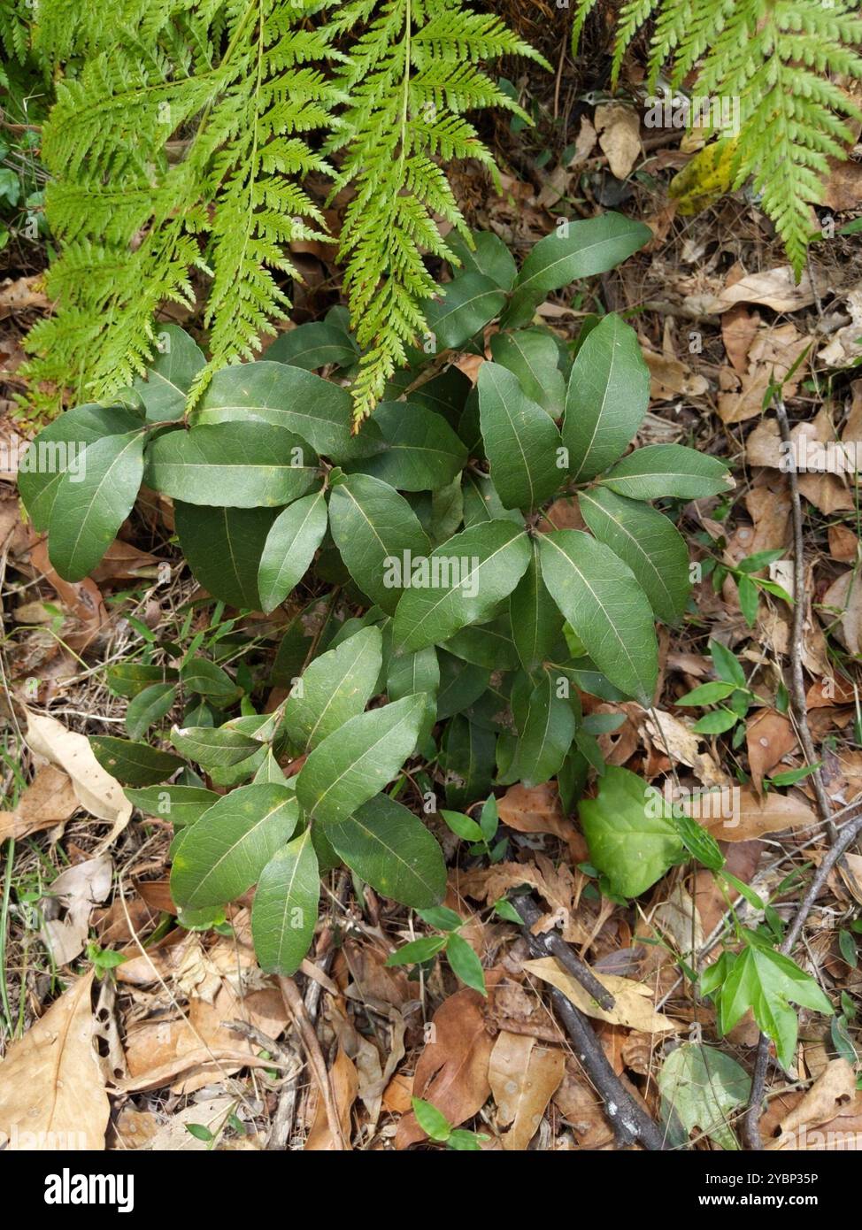 forest olive (Notelaea ovata) Plantae Stock Photo - Alamy