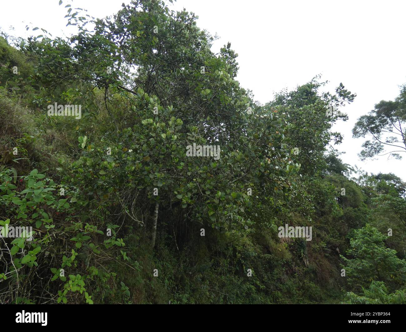 vascular plants (Tracheophyta) Plantae Stock Photo - Alamy