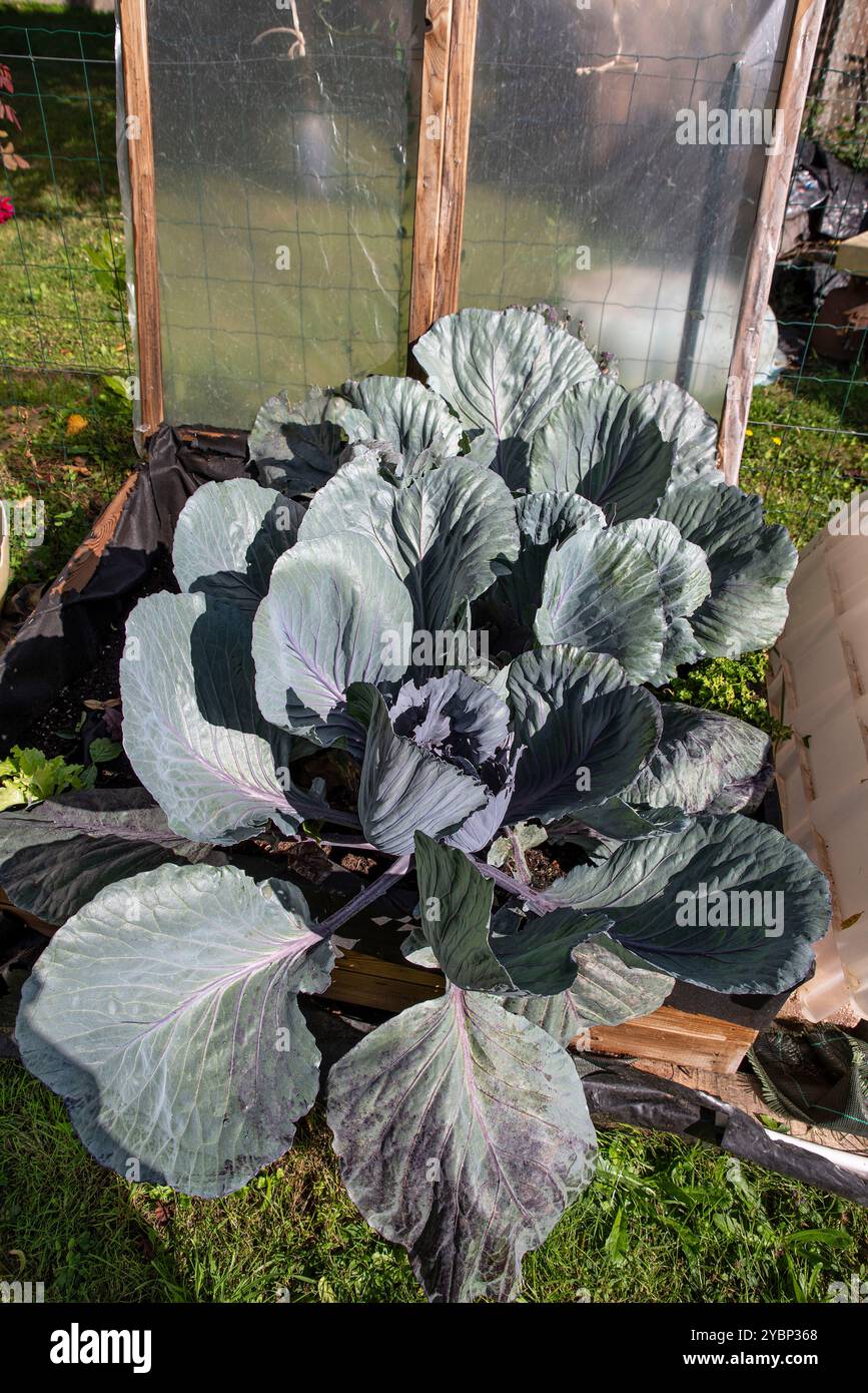 Giant cabbage grown in a garden Stock Photo - Alamy