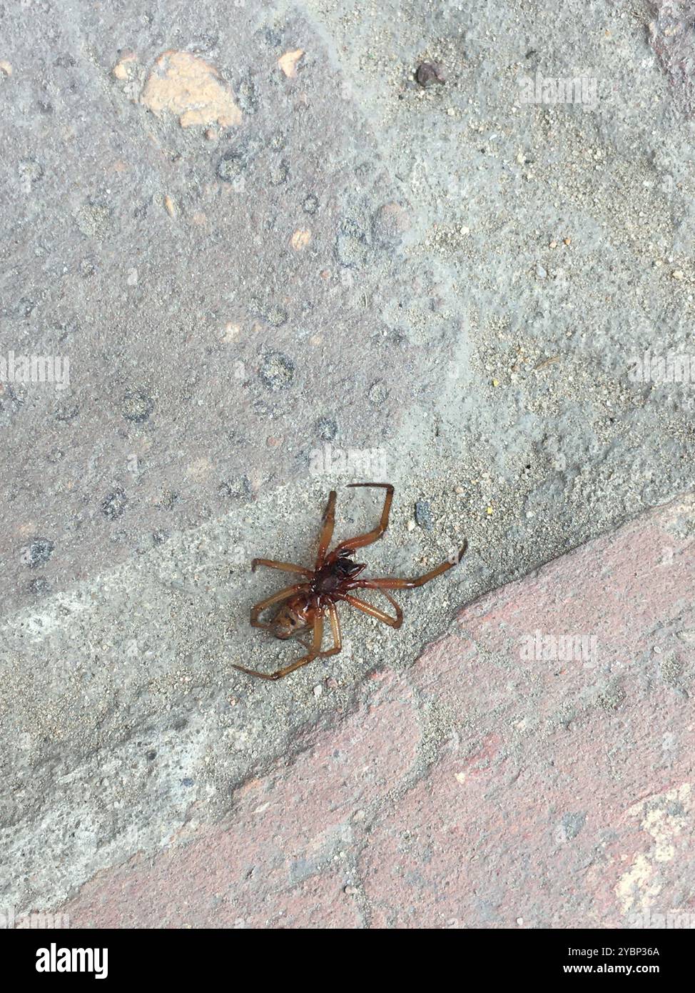 Comb-footed Spiders (Theridiidae) Arachnida Stock Photo - Alamy