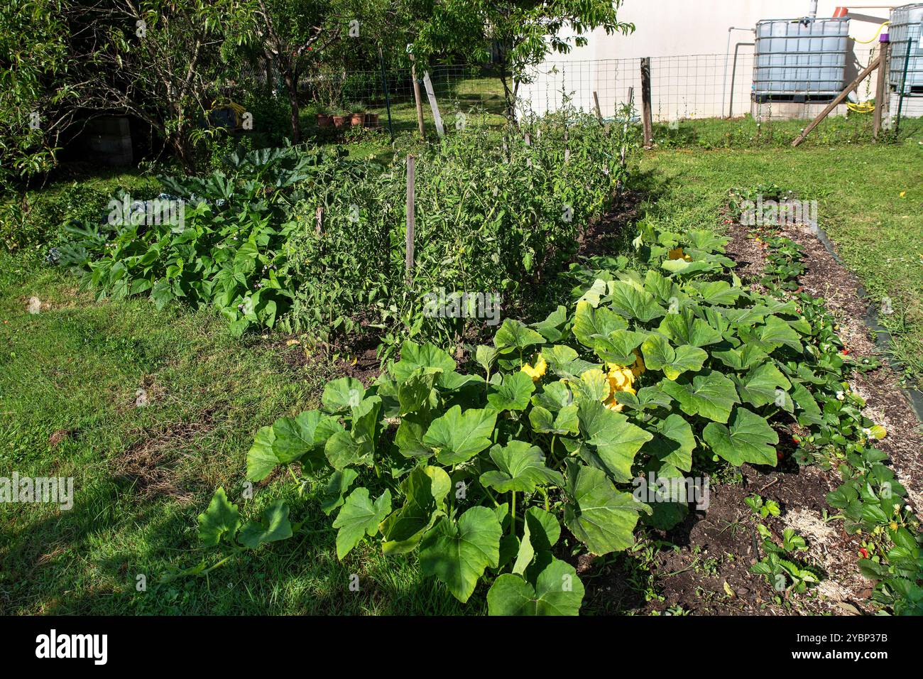 Vegetable garden in a house with tomato plants, courgettes ... and a ...
