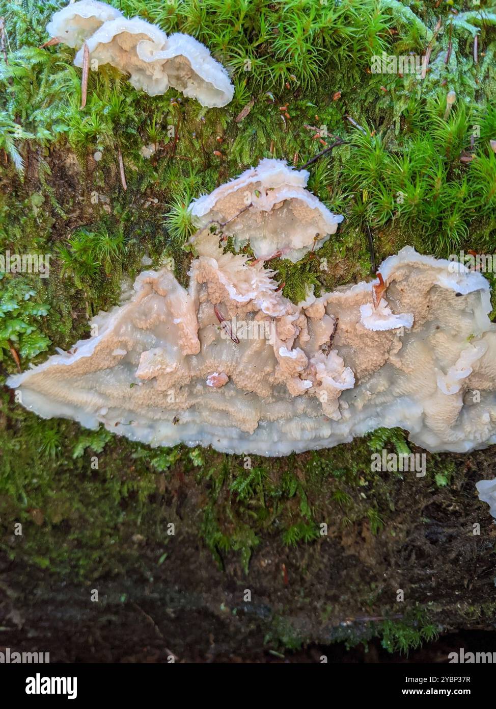 Trembling Crust (Merulius tremellosus) Fungi Stock Photo - Alamy