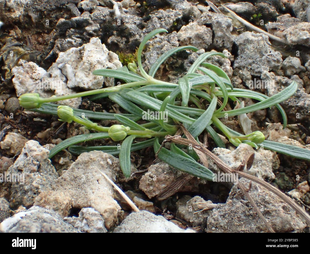 native cobbler's pegs (Glossocardia bidens) Plantae Stock Photo - Alamy