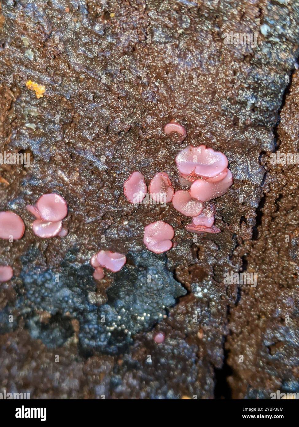 Purple Jellydisc (Ascocoryne sarcoides) Fungi Stock Photo - Alamy