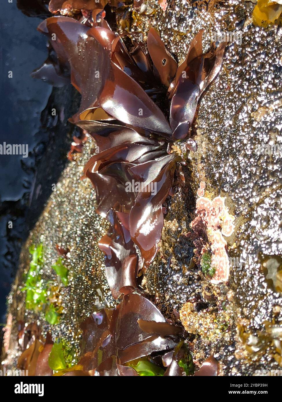 splendid iridescent seaweed (Mazzaella splendens) Plantae Stock Photo ...