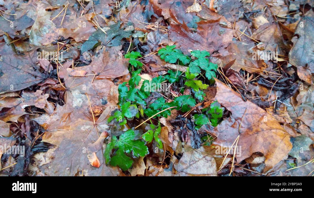 wood sanicle (Sanicula europaea) Plantae Stock Photo - Alamy
