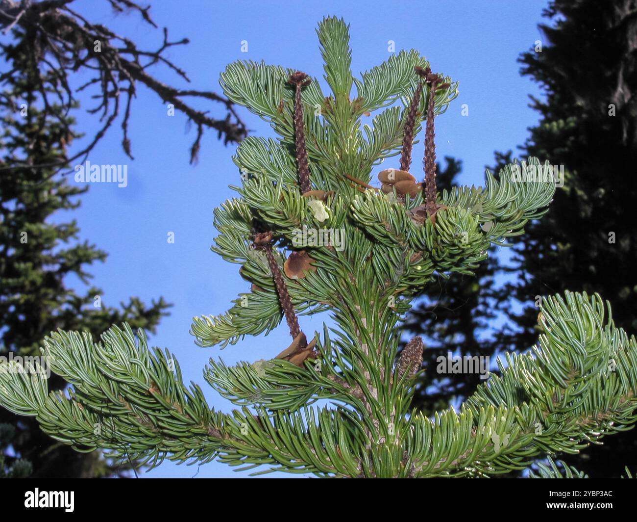 subalpine fir (Abies lasiocarpa) Plantae Stock Photo - Alamy