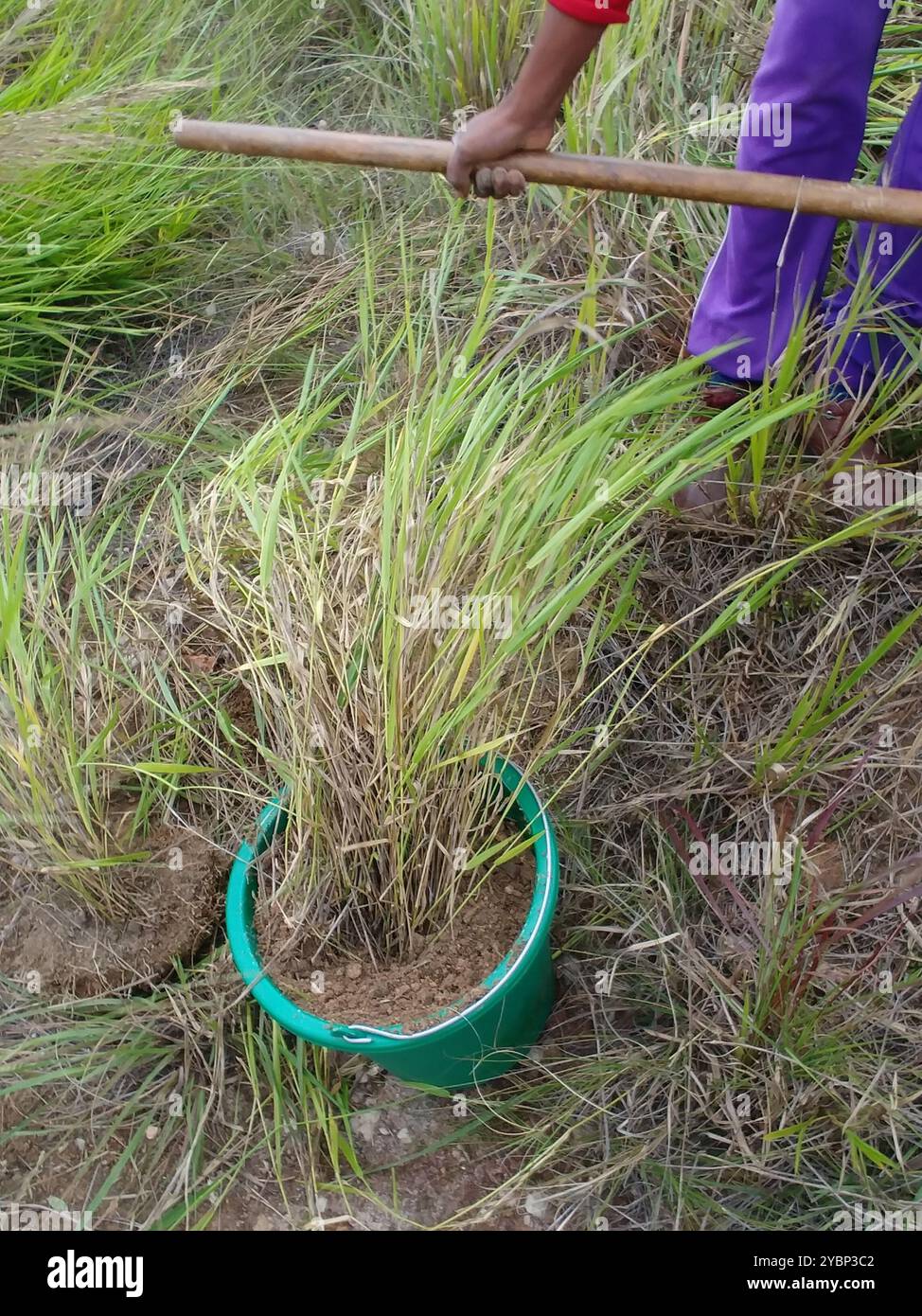 Bread Grass (Urochloa brizantha) Plantae Stock Photo - Alamy