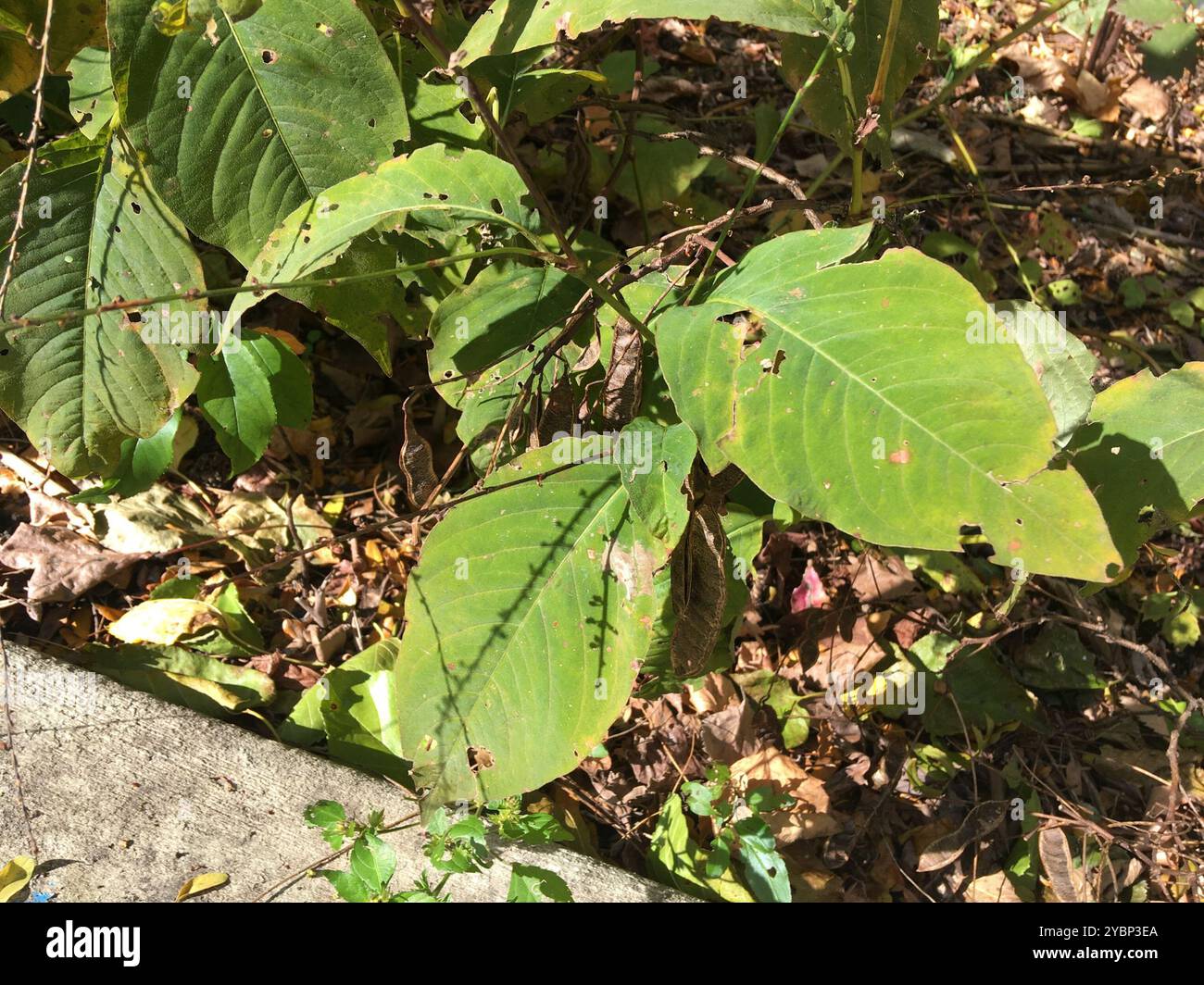 American jumpseed (Persicaria virginiana) Plantae Stock Photo - Alamy