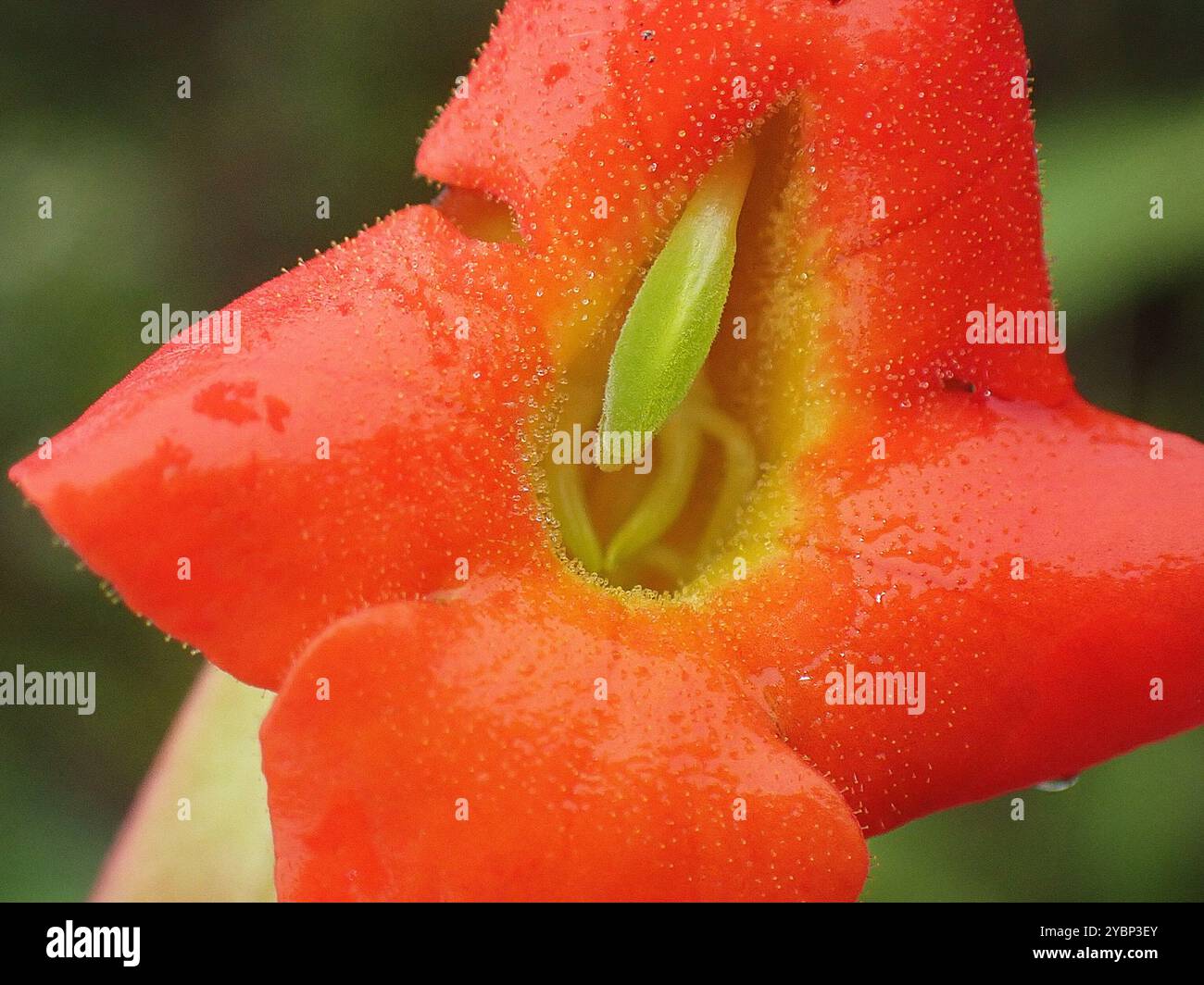 Scarlet Inkflower (Harveya bolusii) Plantae Stock Photo - Alamy