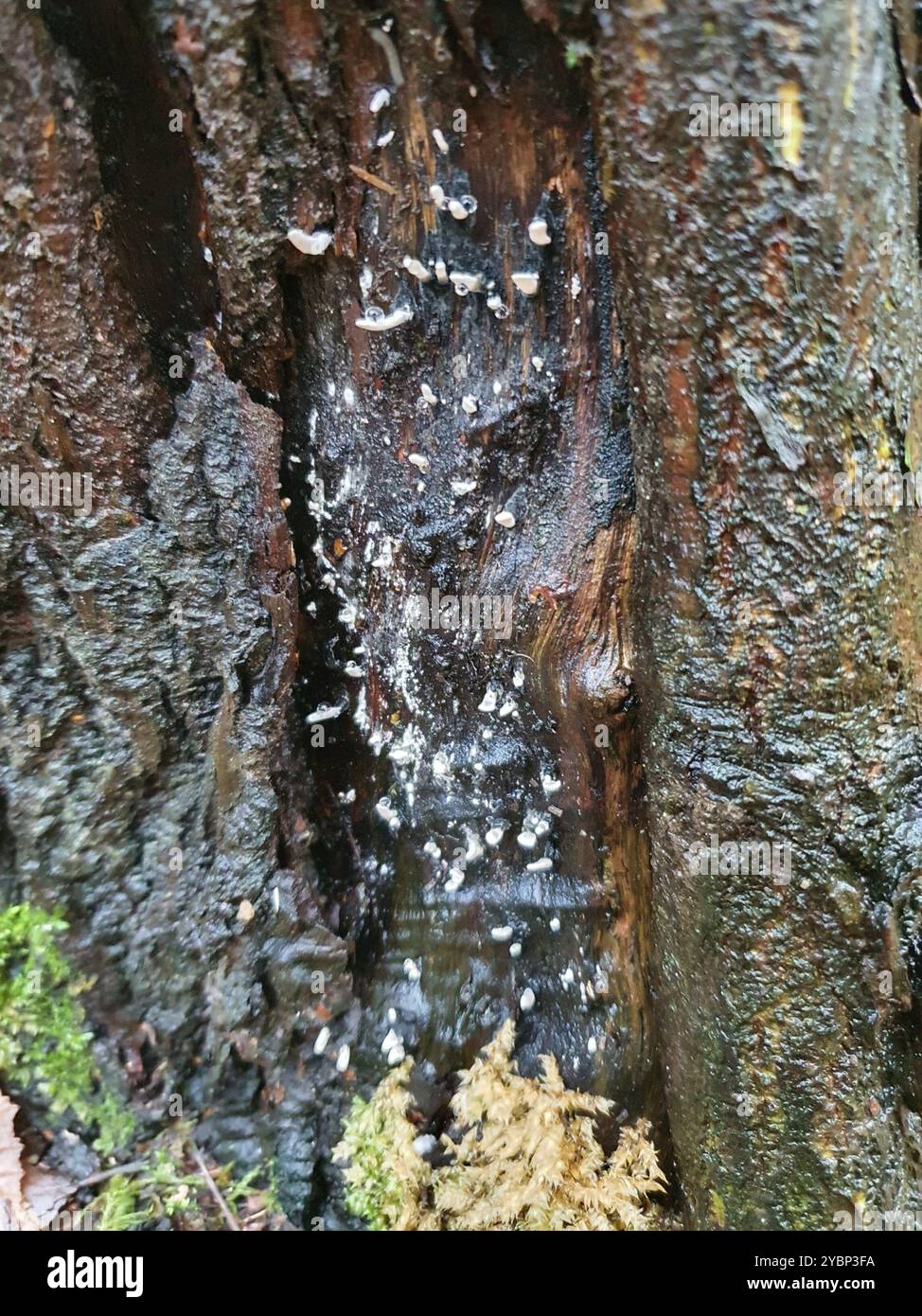 Candlesnuff Fungus (Xylaria hypoxylon) Fungi Stock Photo - Alamy
