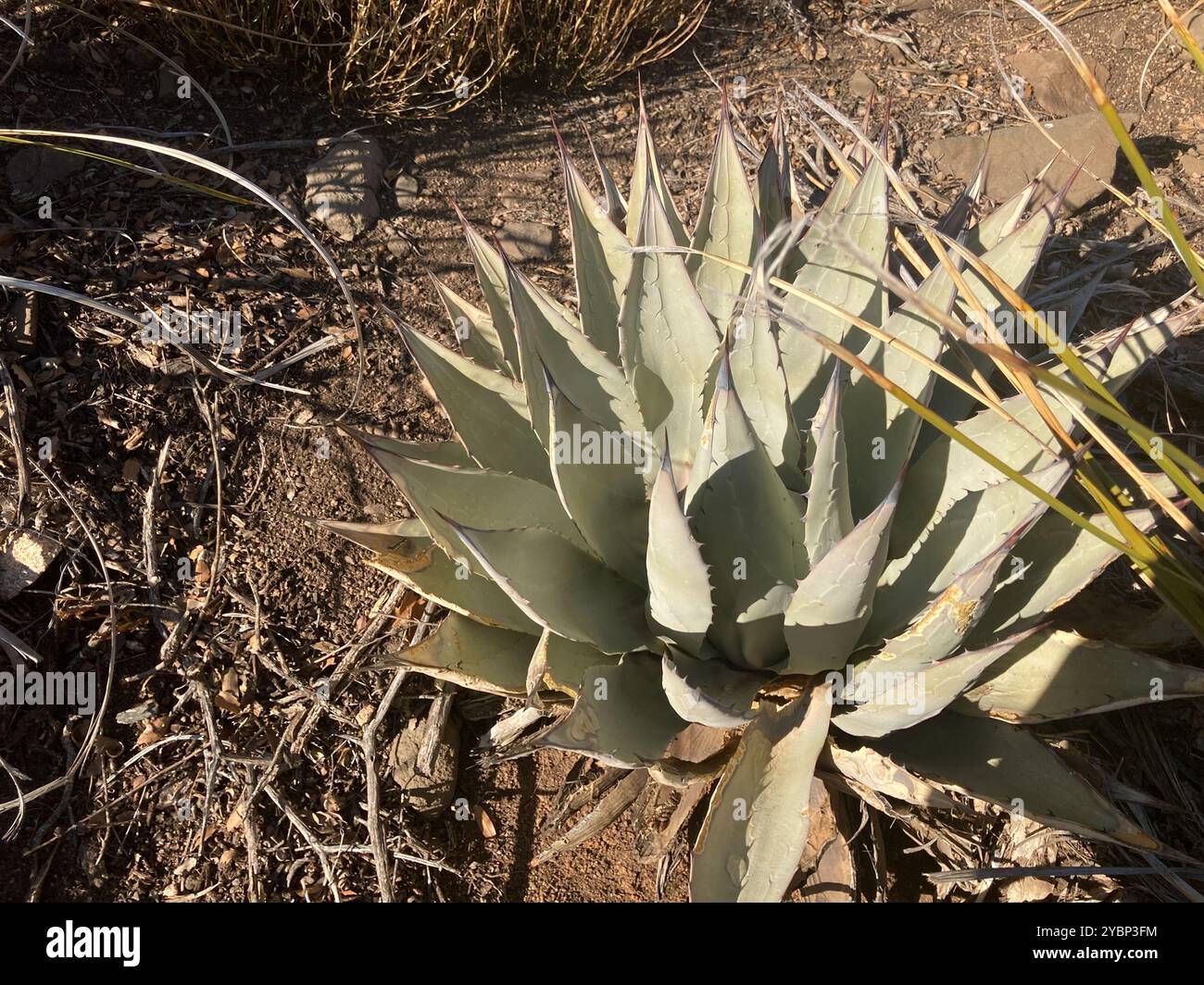 Parry's agave (Agave parryi) Plantae Stock Photo - Alamy