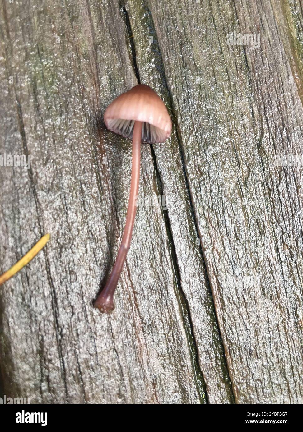 purple-edge bonnet (Mycena purpureofusca) Fungi Stock Photo - Alamy