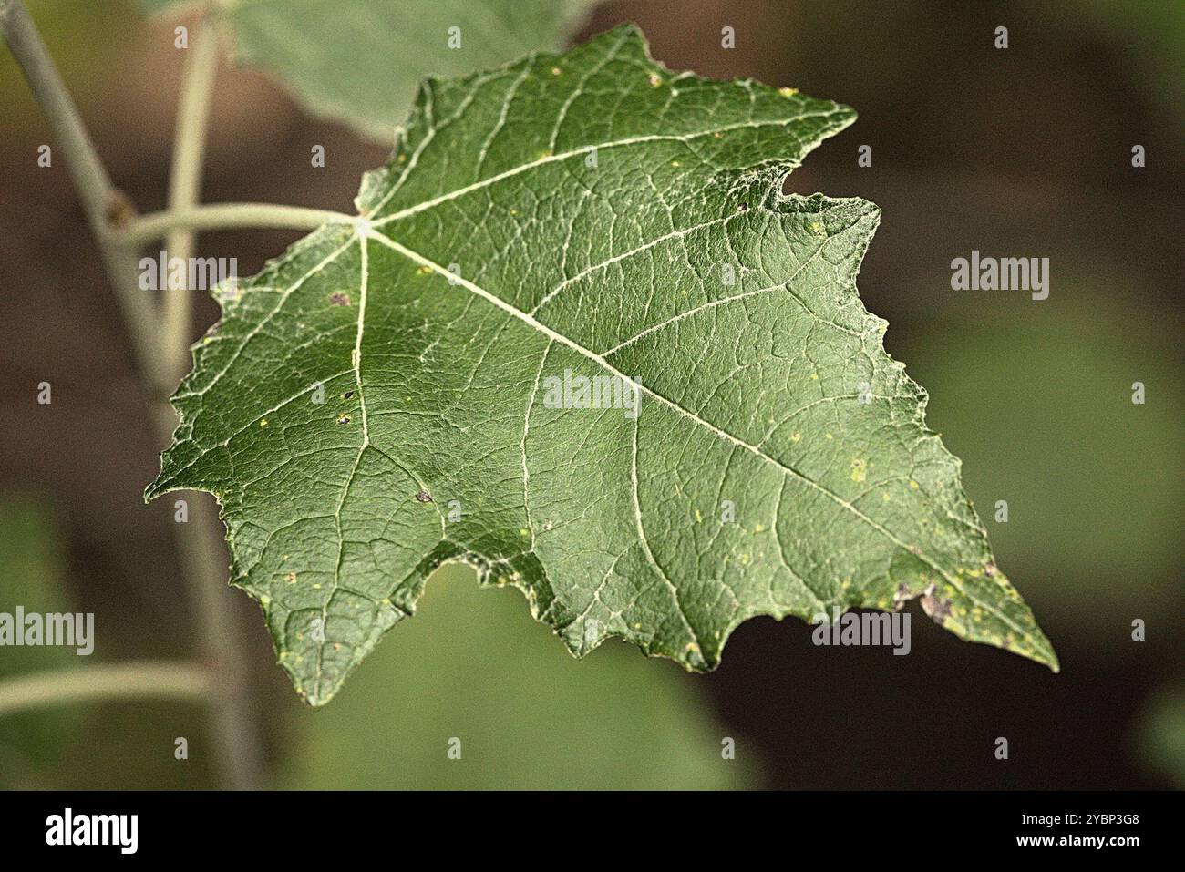 white poplar (Populus alba) Plantae Stock Photo - Alamy