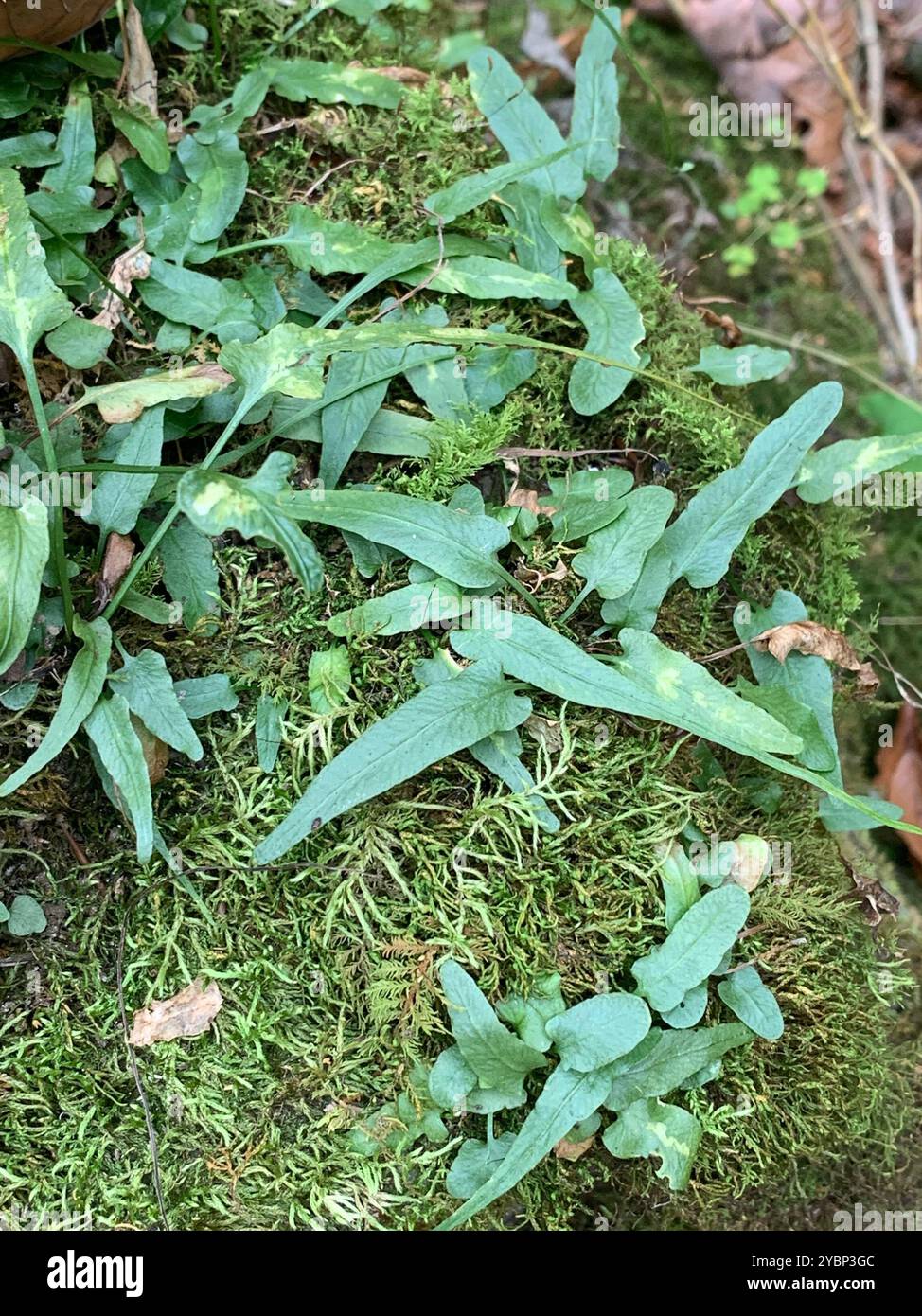 walking fern (Asplenium rhizophyllum) Plantae Stock Photo - Alamy