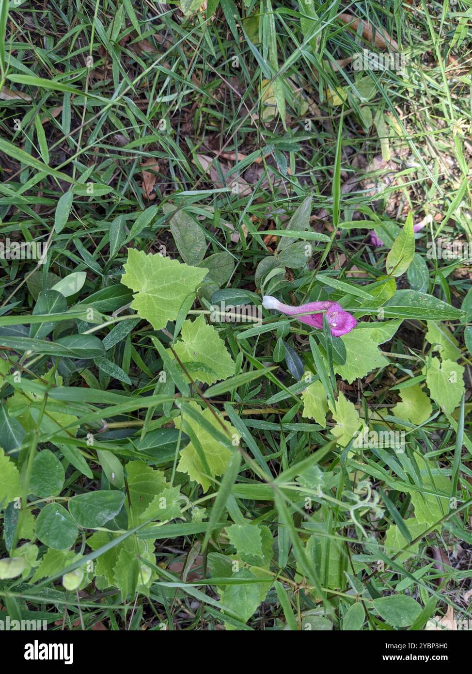 Creeping Gloxinia (Lophospermum erubescens) Plantae Stock Photo - Alamy