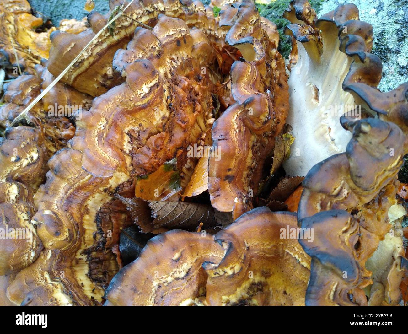 Giant Polypore (Meripilus giganteus) Fungi Stock Photo - Alamy