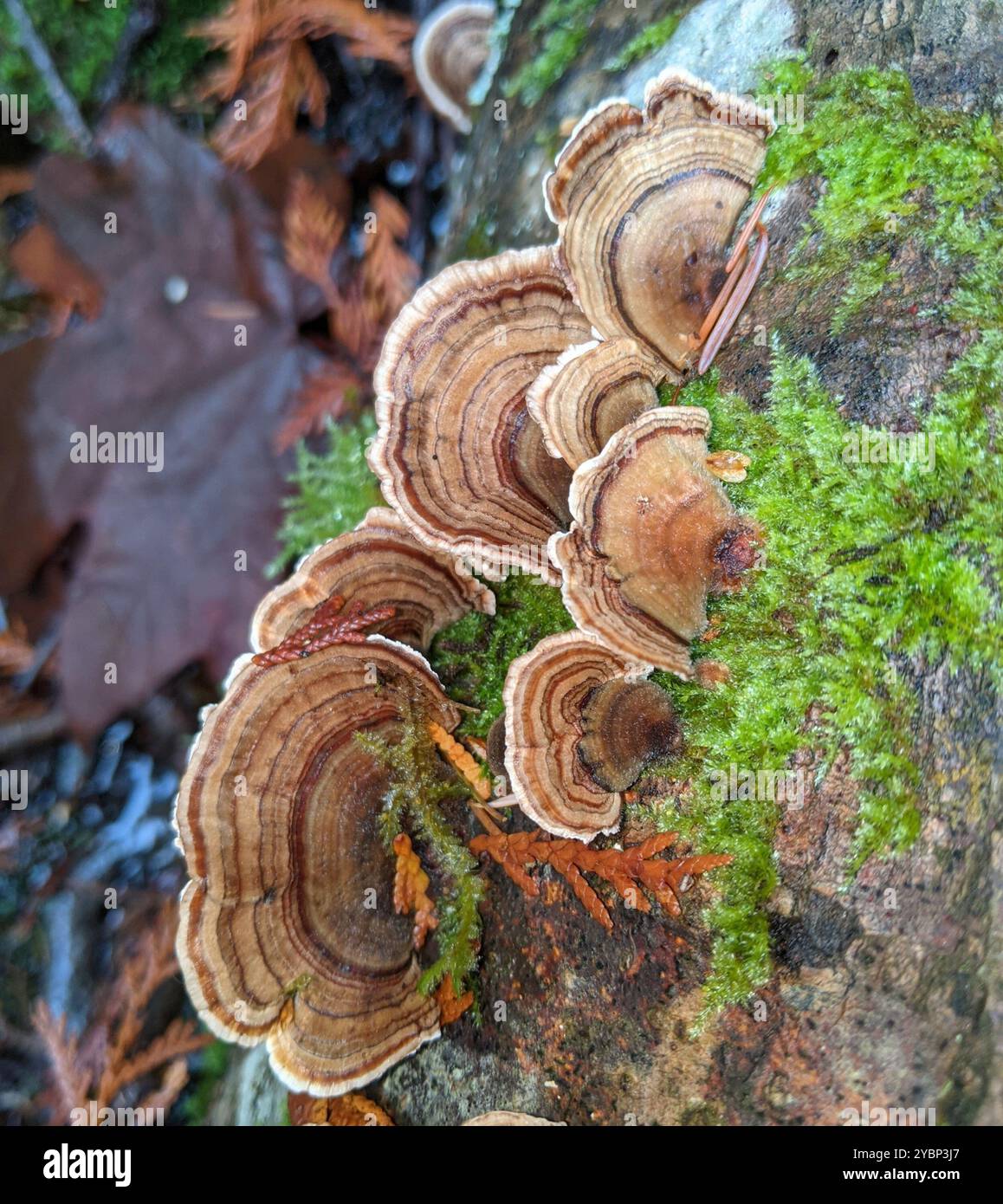 turkey-tail (Trametes versicolor) Fungi Stock Photo - Alamy