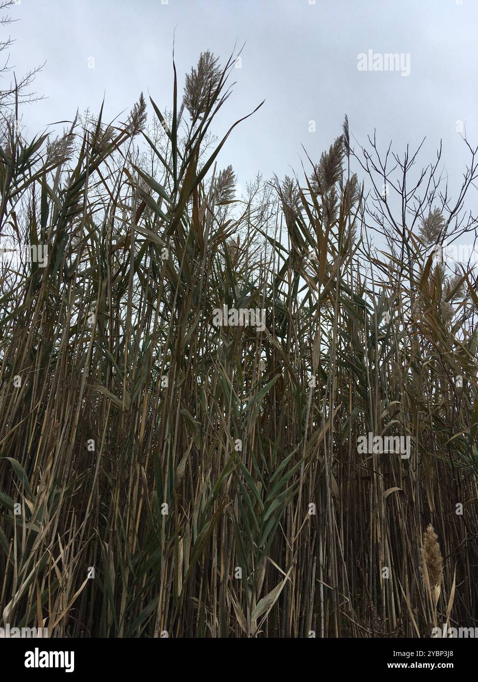 common reed (Phragmites australis) Plantae Stock Photo - Alamy