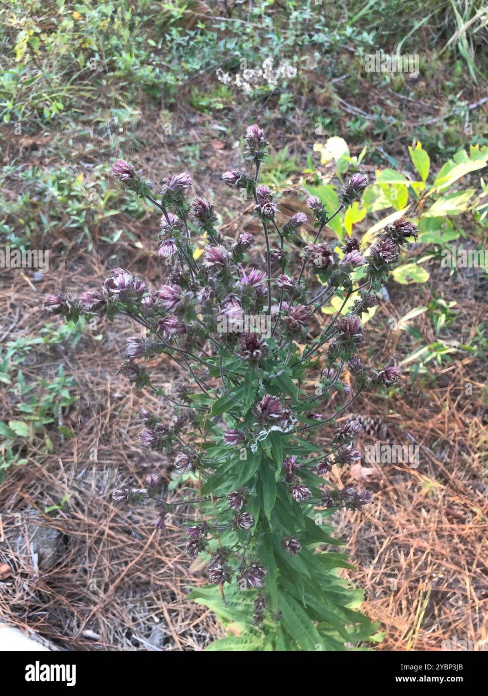 Appalachian blazing star (Liatris squarrulosa) Plantae Stock Photo - Alamy
