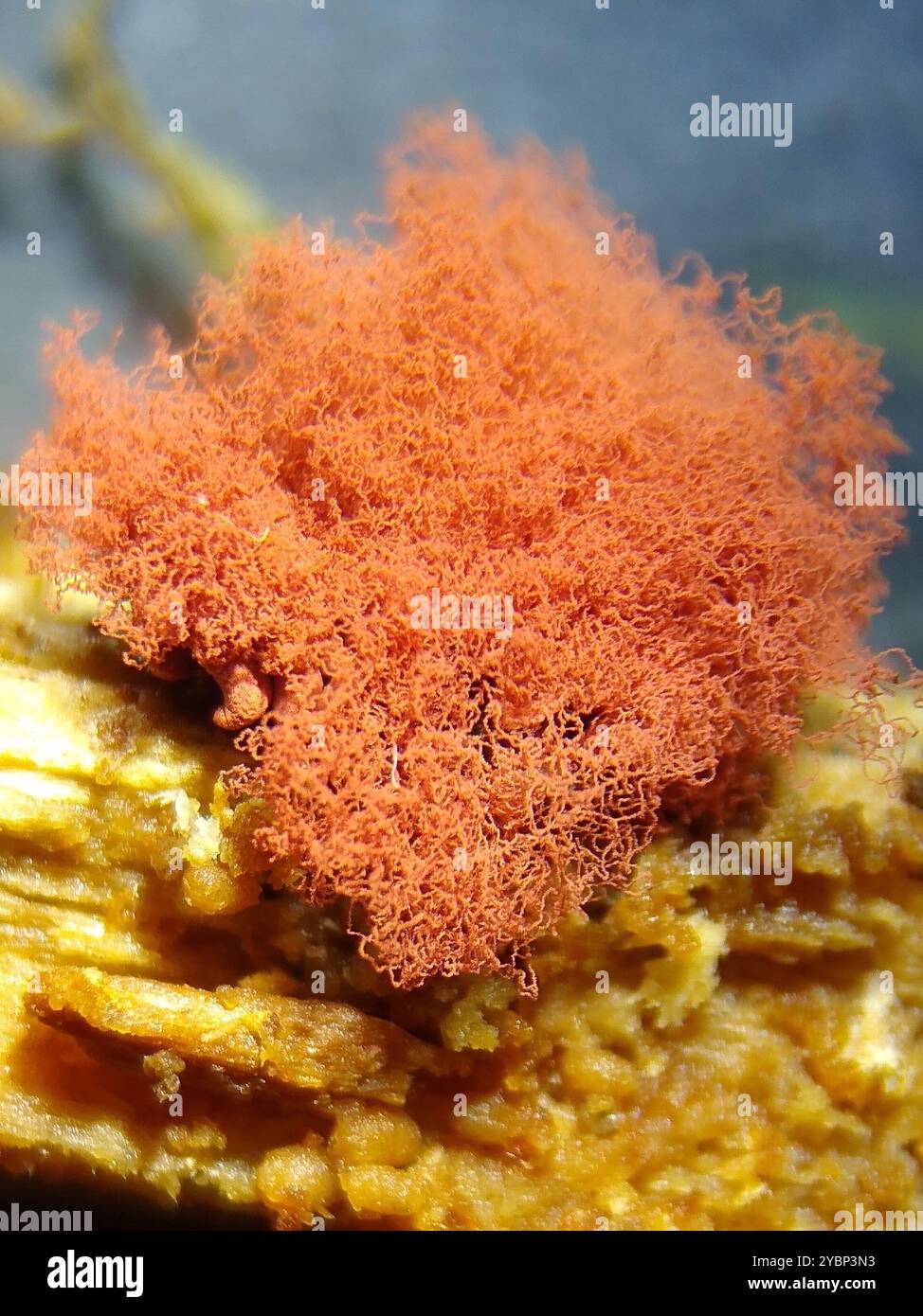 Arcyria affinis hi-res stock photography and images - Alamy