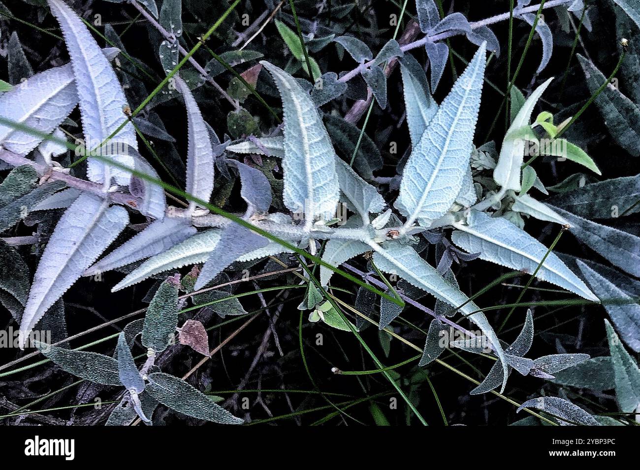 Sagewood (Buddleja salviifolia) Plantae Stock Photo - Alamy