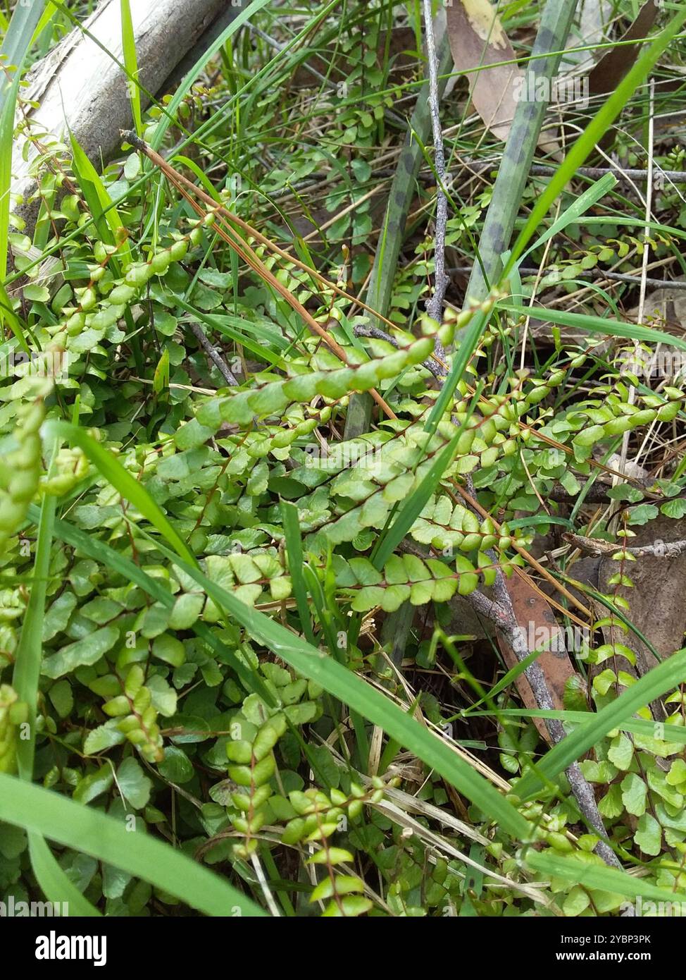 Screw Fern (Lindsaea linearis) Plantae Stock Photo - Alamy