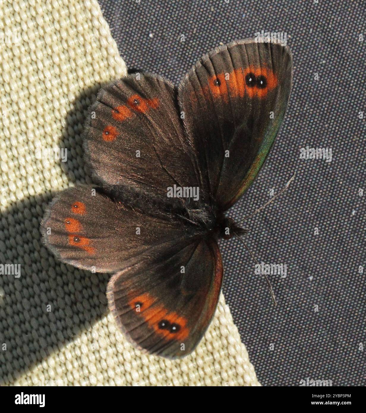 Scotch Argus (Erebia aethiops) Insecta Stock Photo - Alamy