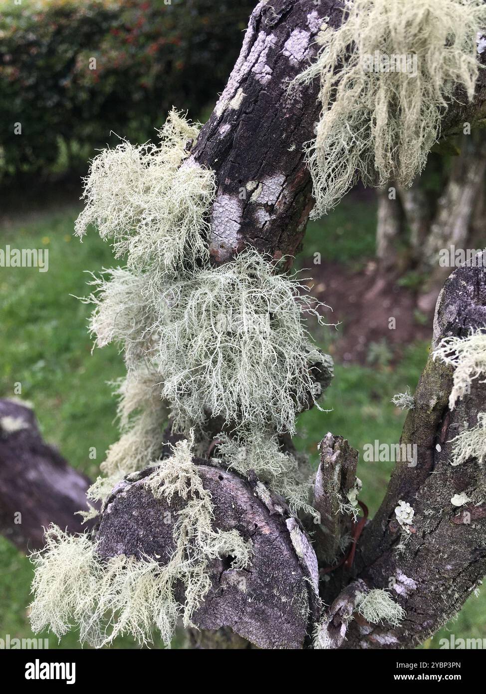 beard lichens (Usnea) Fungi Stock Photo - Alamy