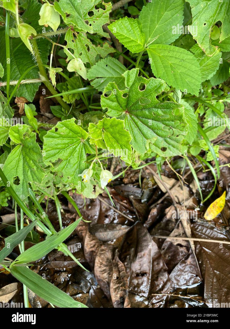 Begonia humilis hi-res stock photography and images - Alamy