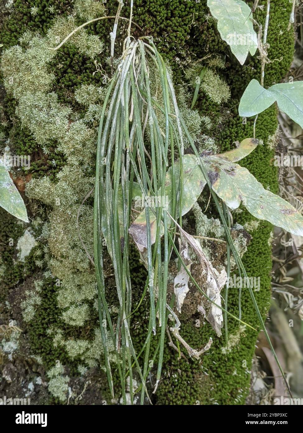 Shoestring Fern (Vittaria lineata) Plantae Stock Photo - Alamy