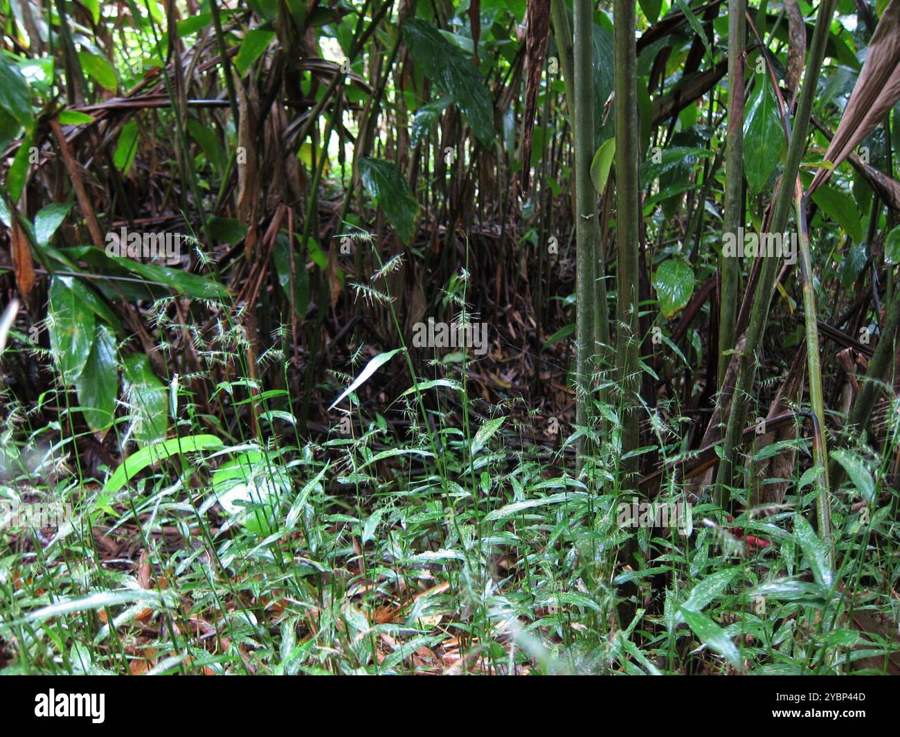 Basket Grass (Oplismenus hirtellus) Plantae Stock Photo - Alamy