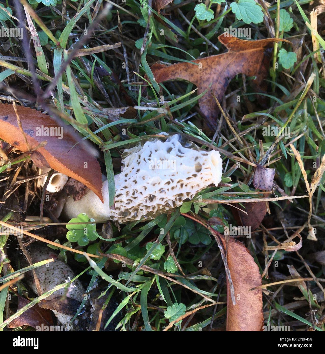 dune stinkhorn (Phallus hadriani) Fungi Stock Photo - Alamy