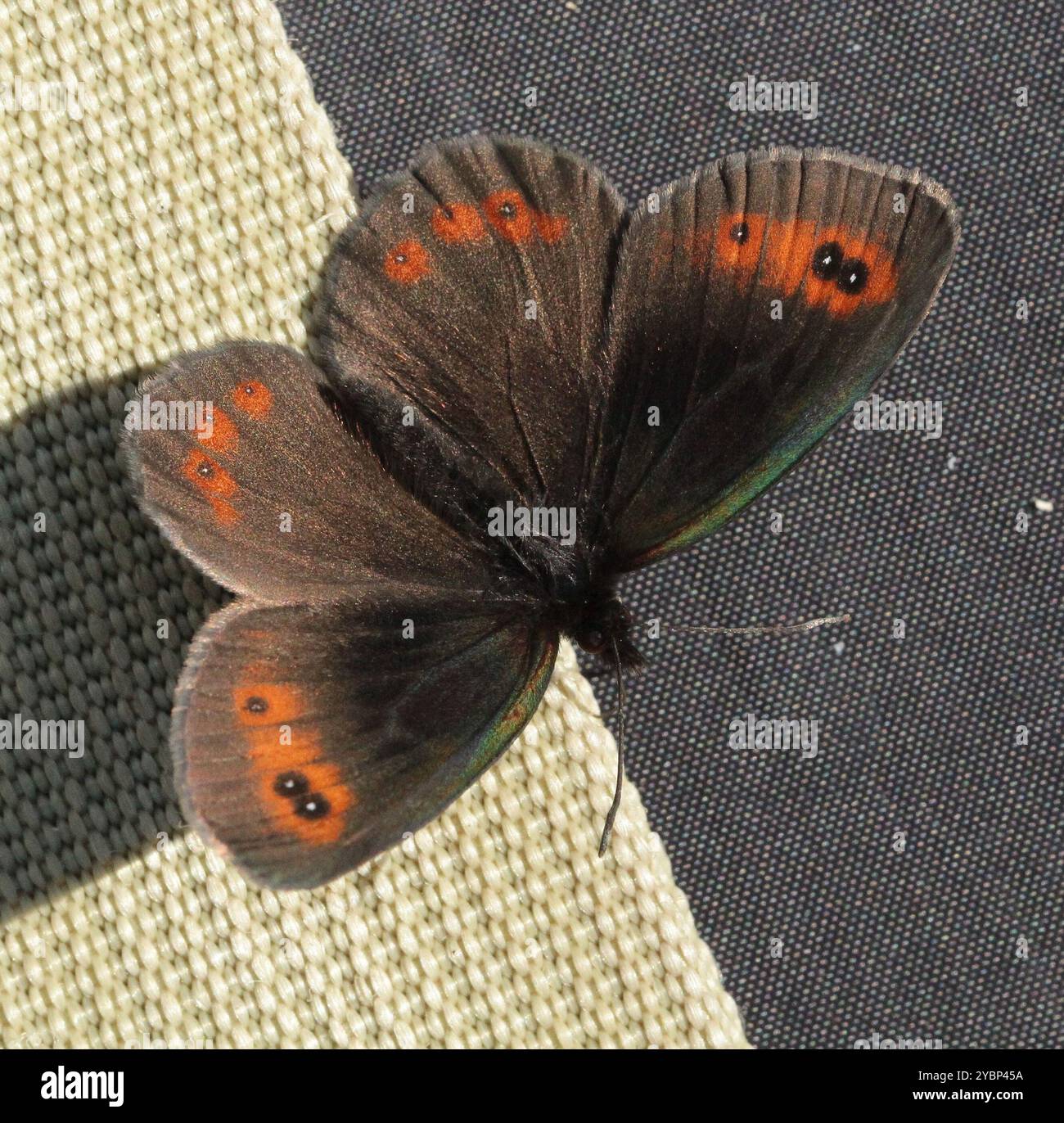 Scotch Argus (Erebia aethiops) Insecta Stock Photo - Alamy