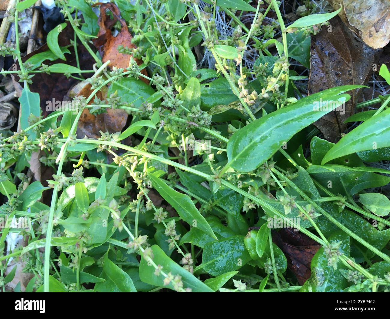 Common Orache (Atriplex patula) Plantae Stock Photo - Alamy