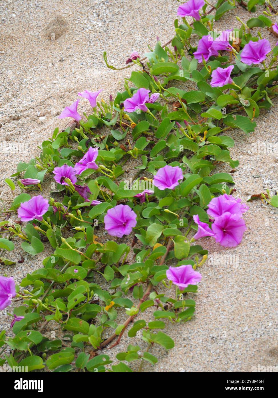 Beach Morning Glory (Ipomoea pes-caprae) Plantae Stock Photo - Alamy