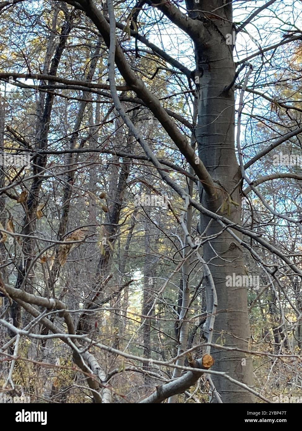Arizona alder (Alnus oblongifolia) Plantae Stock Photo - Alamy