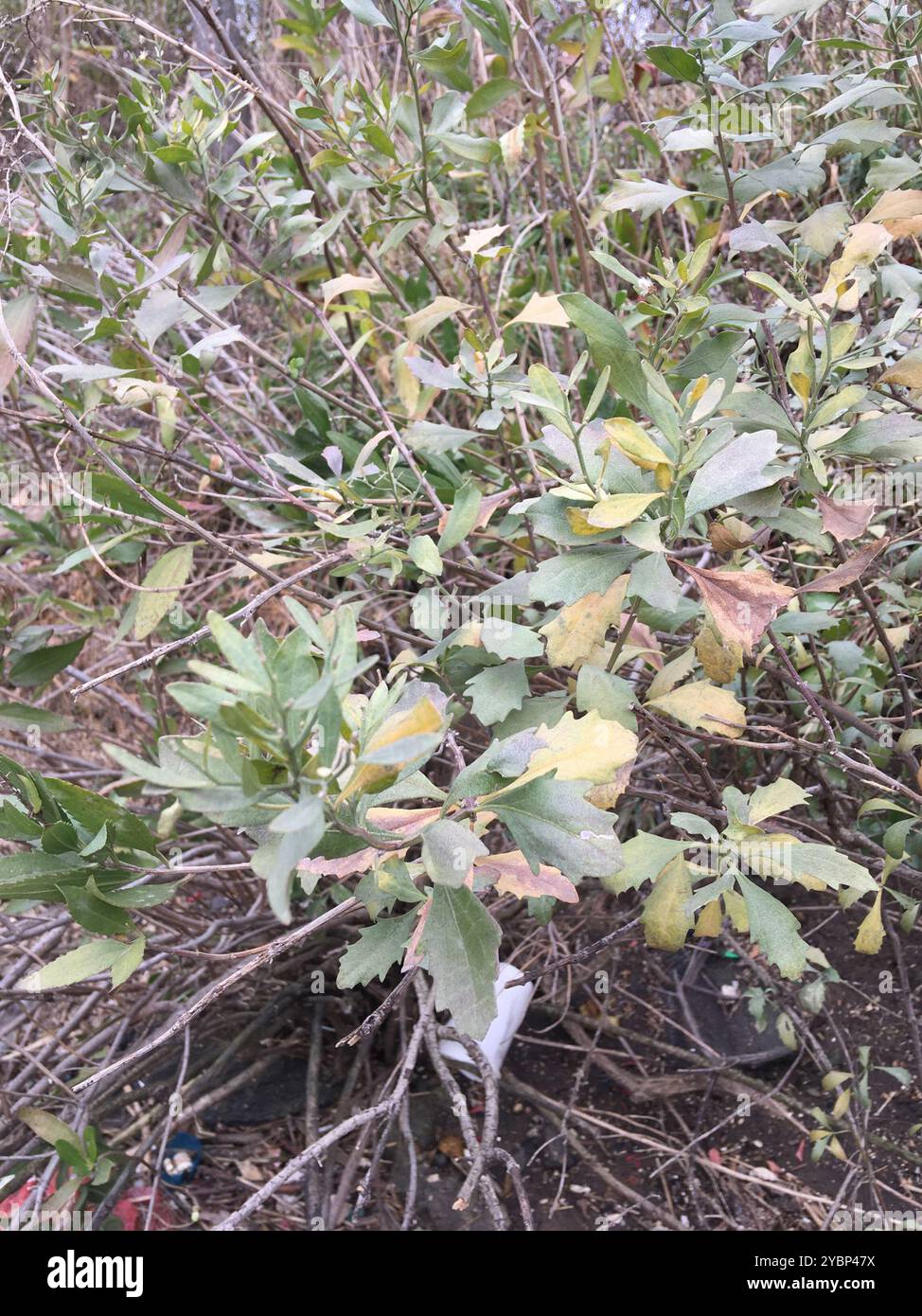 groundsel tree (Baccharis halimifolia) Plantae Stock Photo - Alamy