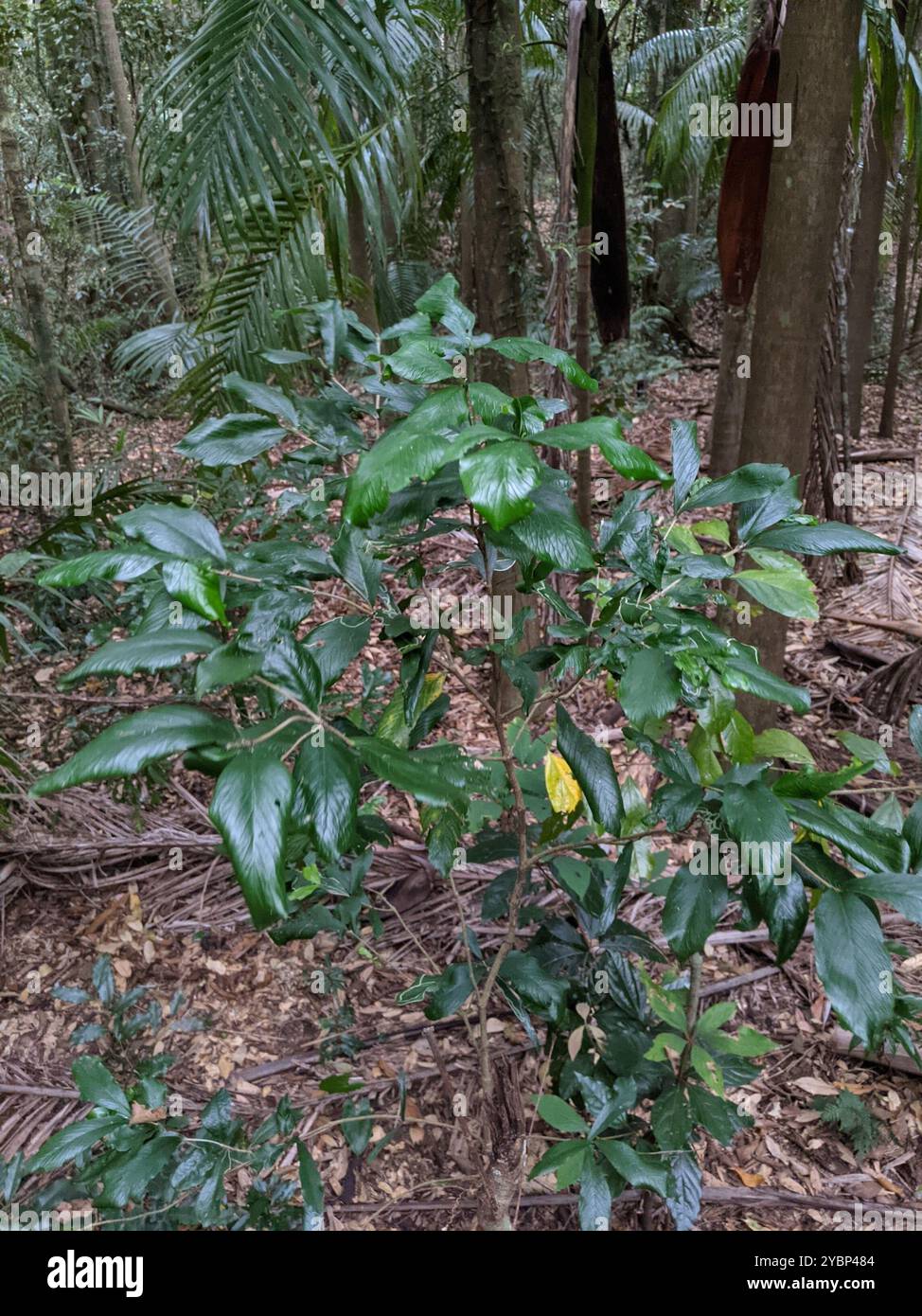 narrow-leaved gardenia (Atractocarpus chartaceus) Plantae Stock Photo ...
