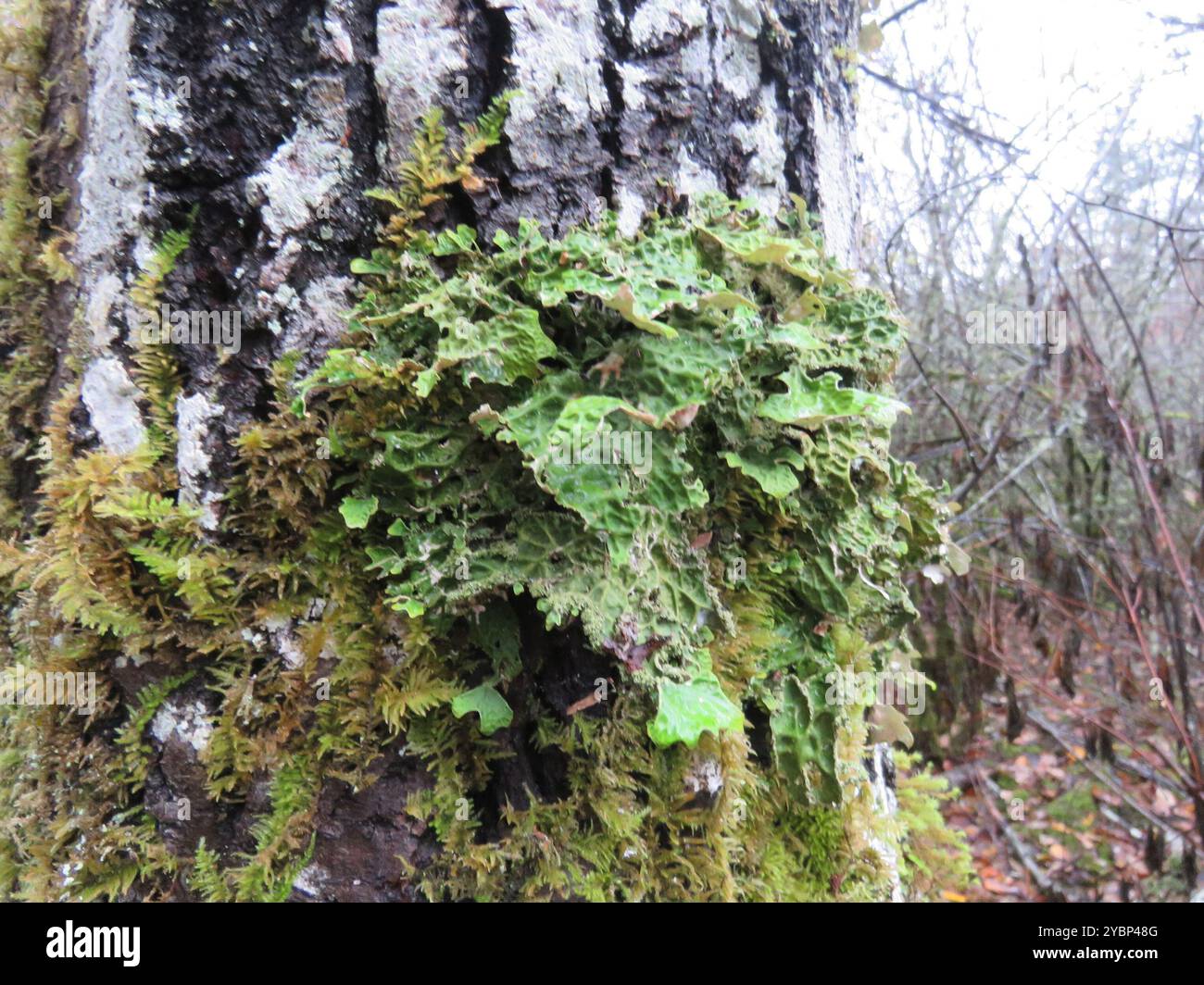 Tree Lungwort (Lobaria pulmonaria) Fungi Stock Photo - Alamy