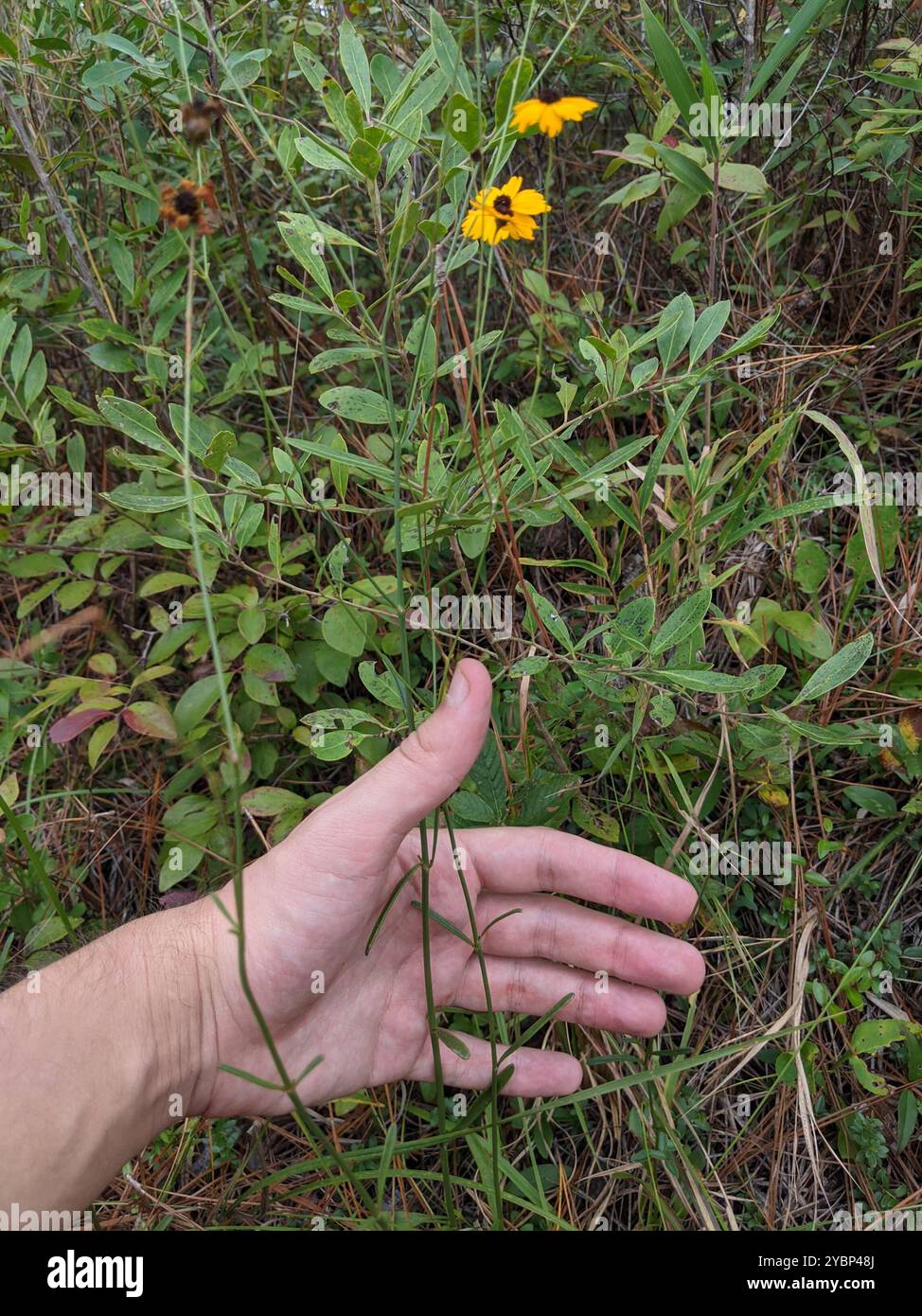 Texas Tickseed (Coreopsis linifolia) Plantae Stock Photo - Alamy