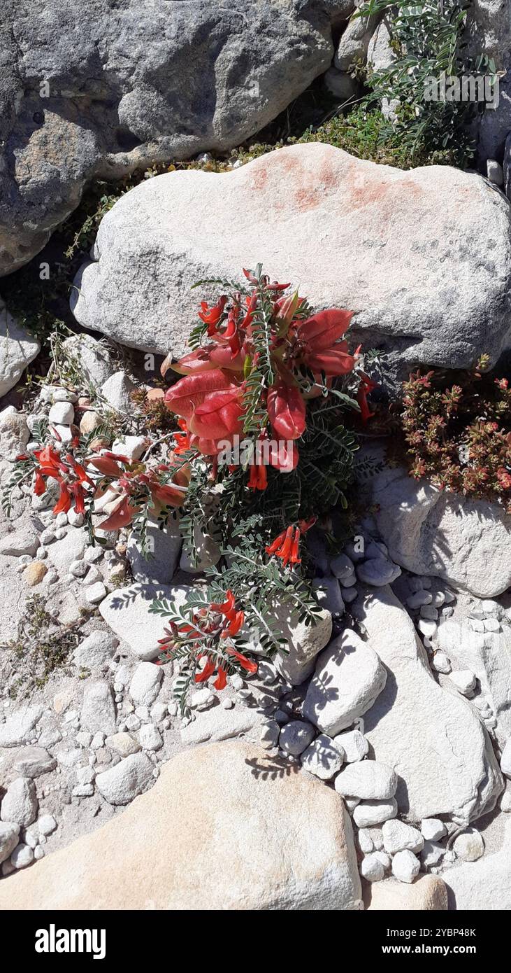 cancer bush (Lessertia frutescens) Plantae Stock Photo - Alamy