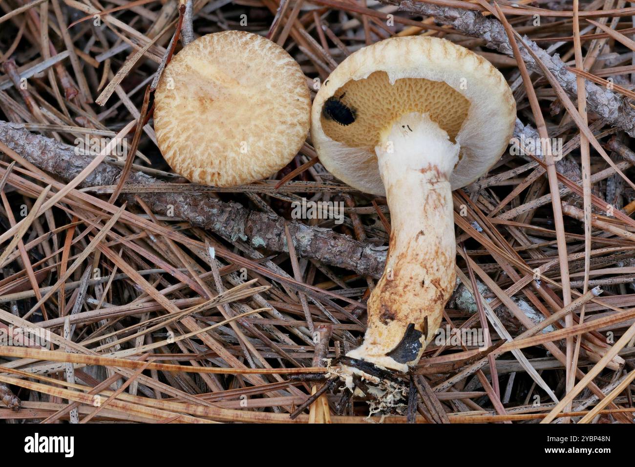 Deceptive Jack (Suillus decipiens) Fungi Stock Photo - Alamy