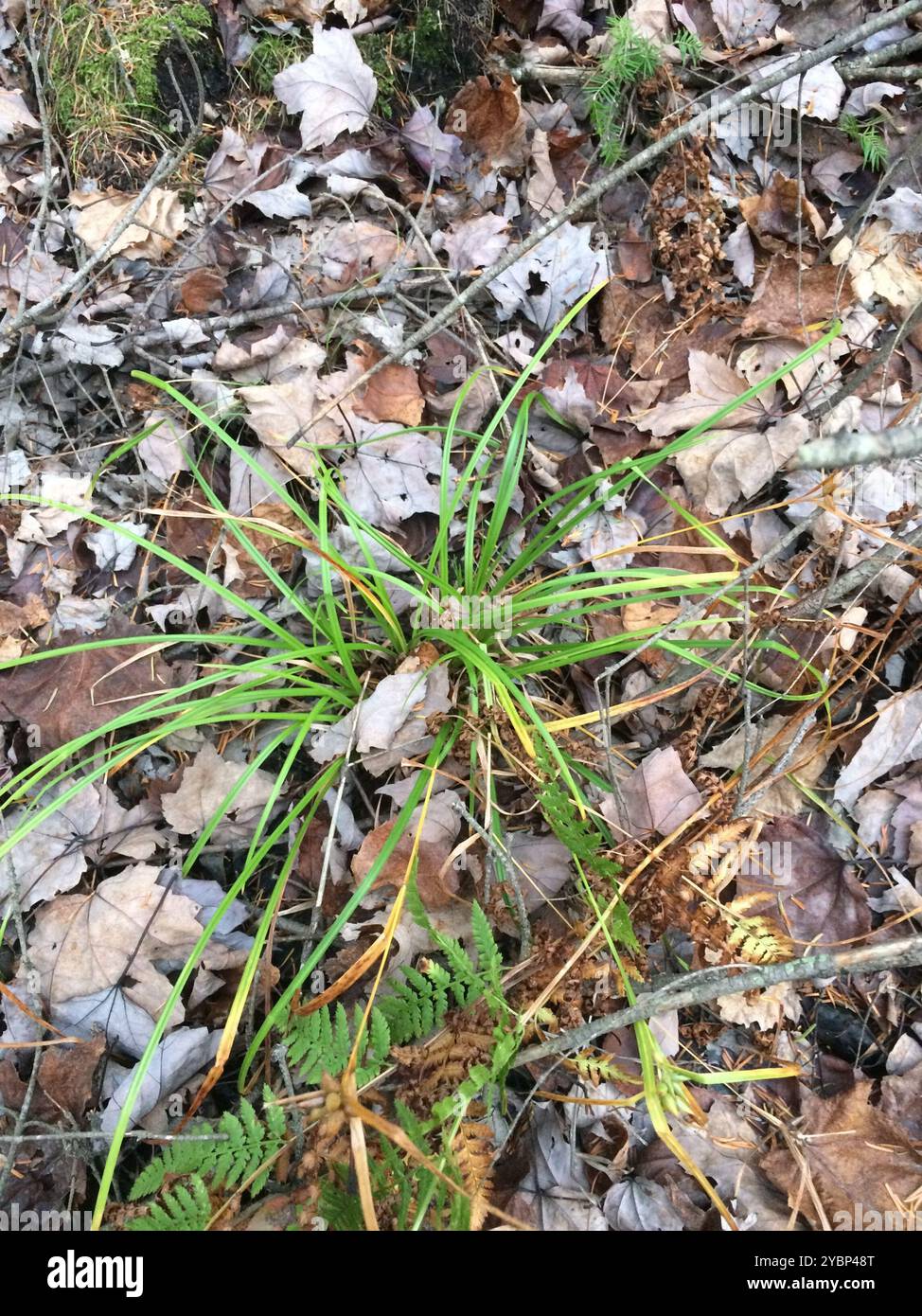 bladder sedge (Carex intumescens) Plantae Stock Photo - Alamy