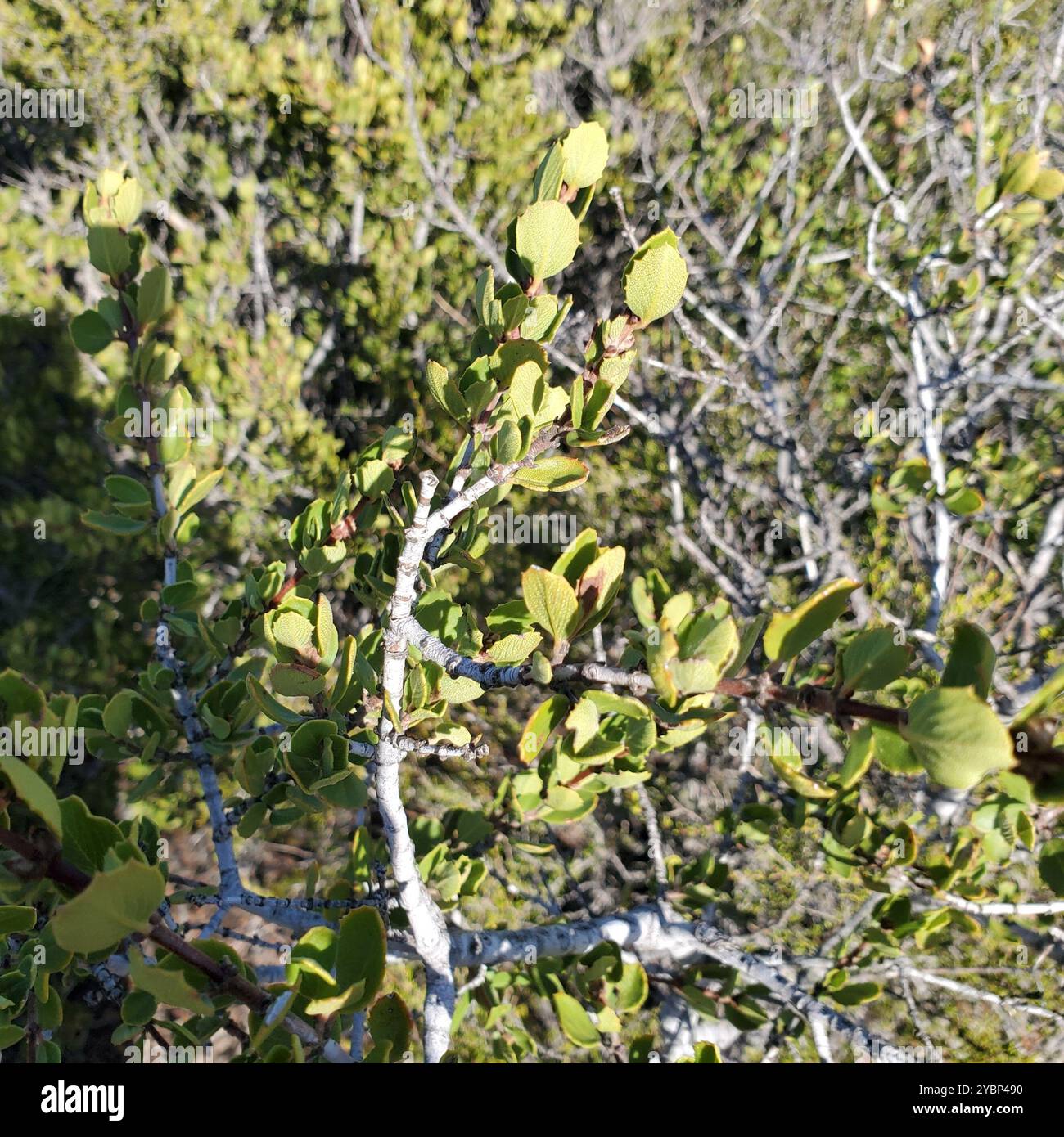 Cupped Leaf Ceanothus (Ceanothus perplexans) Plantae Stock Photo - Alamy